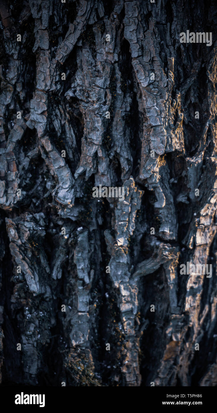 Old, rough tree texture closeup Stock Photo - Alamy