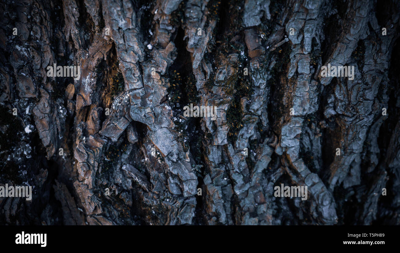 Rough tree texture hi-res stock photography and images - Alamy