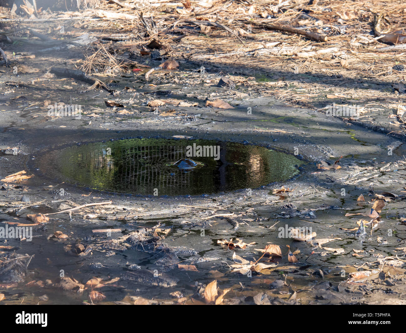 Tar Pit High Resolution Stock Photography and Images - Alamy