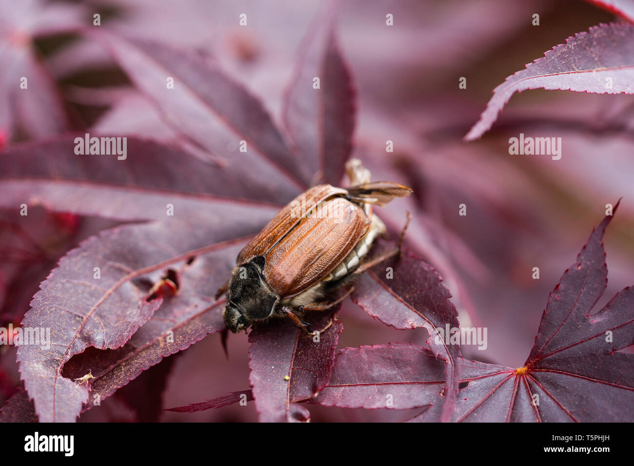 Doodlebug hi-res stock photography and images - Alamy
