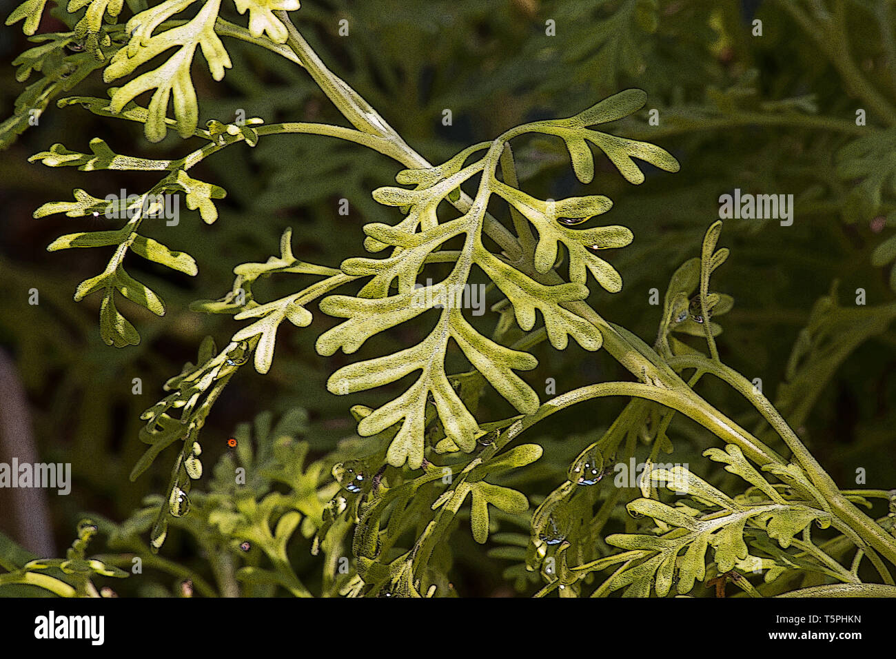 Fernleaf lavender plant on natural background Stock Photo - Alamy