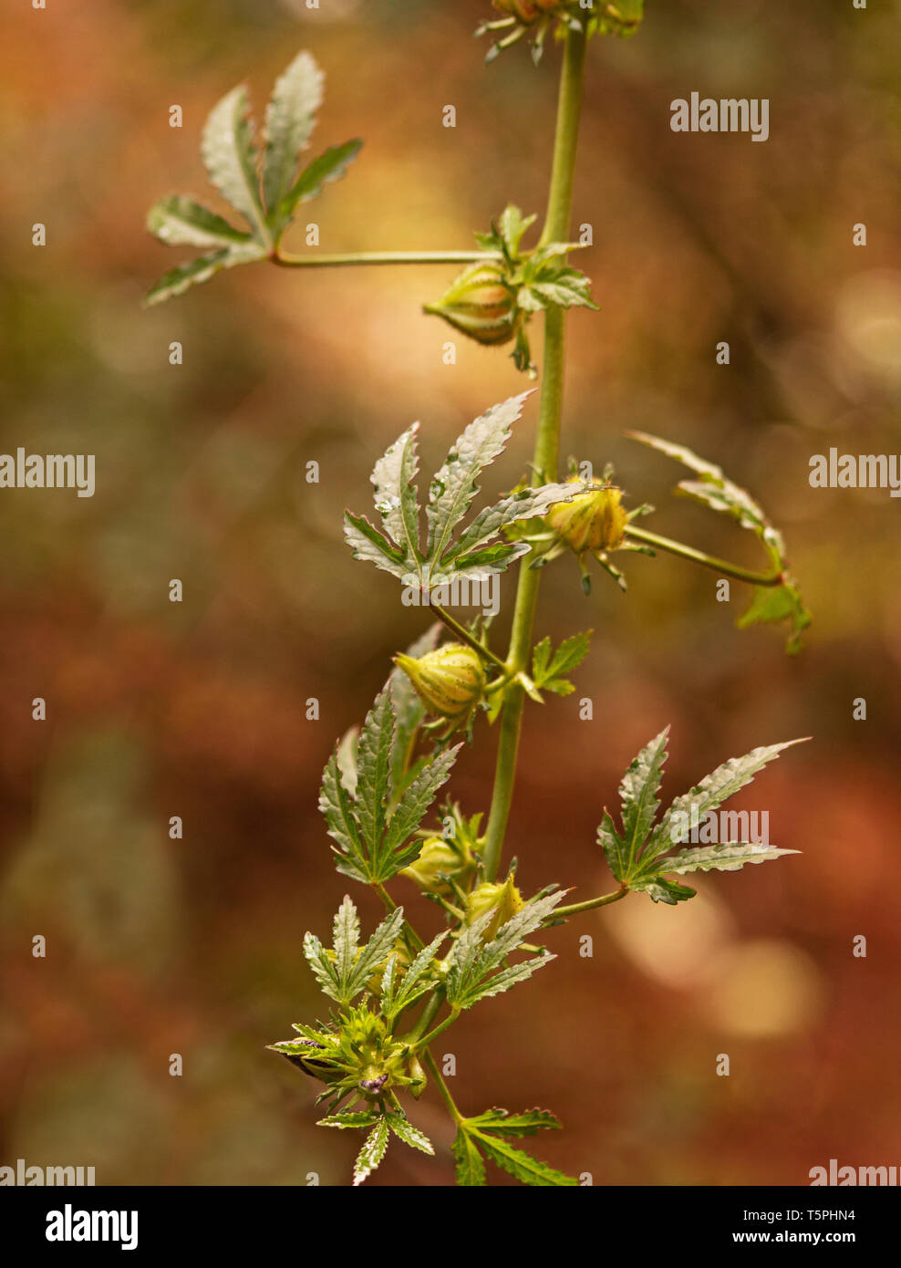 Roselle (Hibiscus Sabdariffa) plant in flower Stock Photo - Alamy