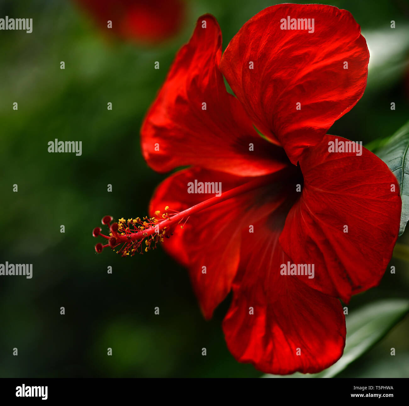 Sony90mm macro hi-res stock photography and images - Alamy
