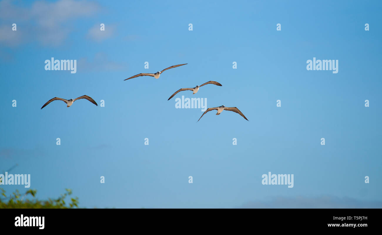 Blue footed booby flying overhead in Galapagos Stock Photo - Alamy