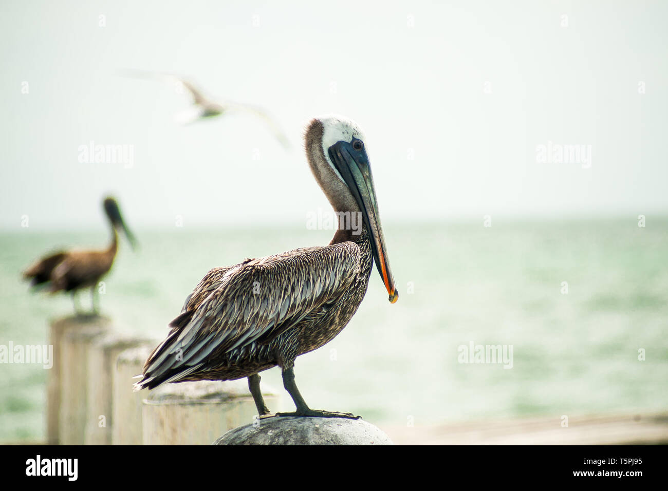 Turks caicos post hi-res stock photography and images - Alamy