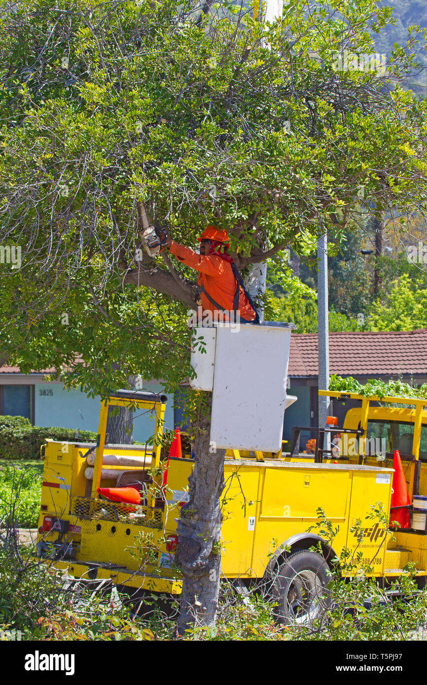 Tree Trimming Pruning Stock Photo - Alamy