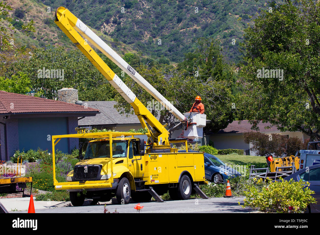 Tree Trimming Pruning Stock Photo - Alamy