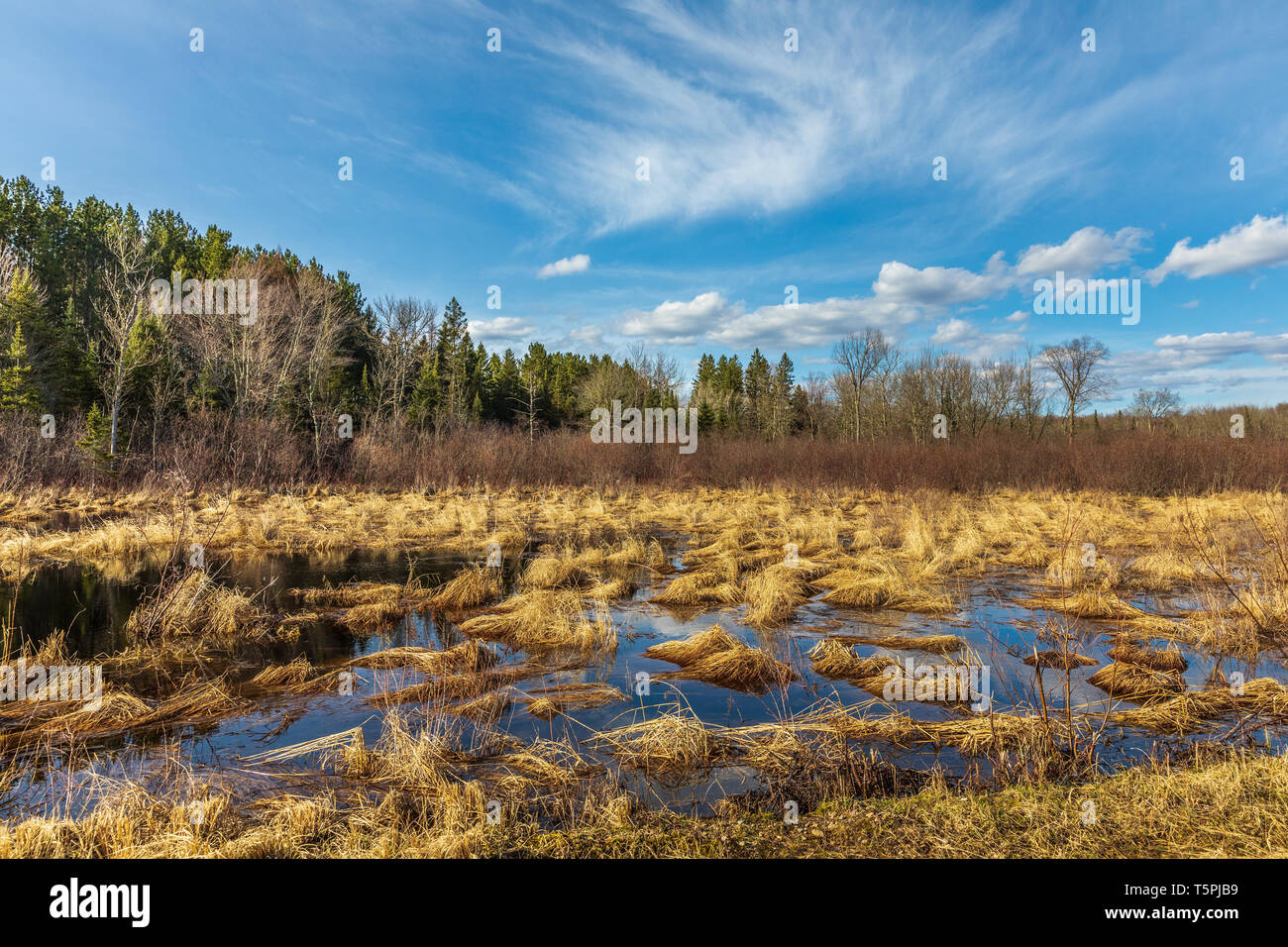 Beautiful light illuminating a northern Wisconsin wetland Stock Photo ...