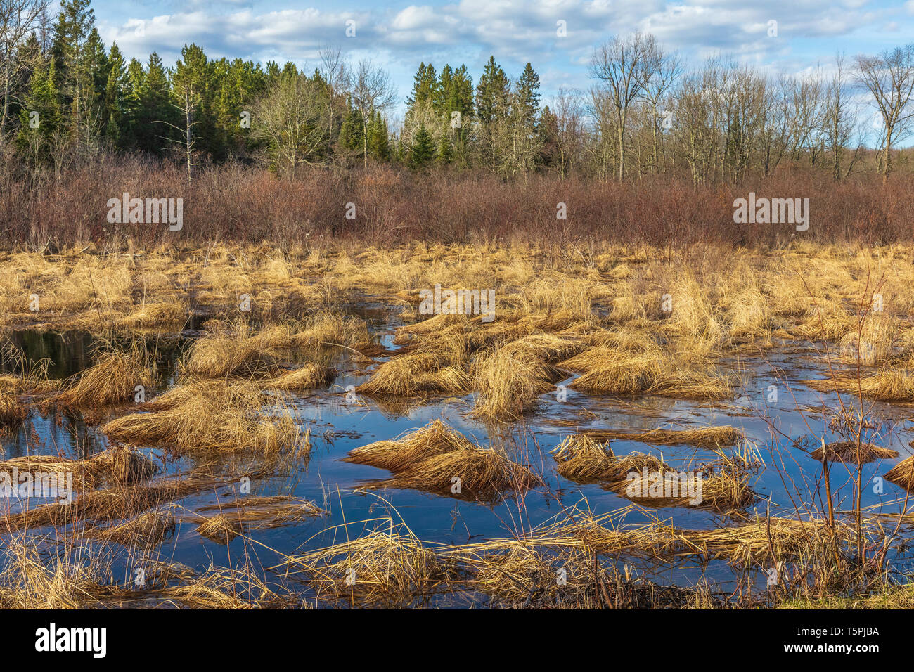 Beautiful light illuminating a northern Wisconsin wetland Stock Photo ...