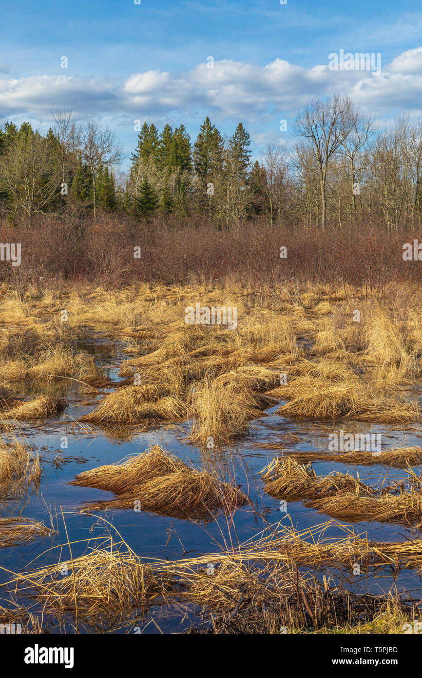 Beautiful light illuminating a northern Wisconsin wetland Stock Photo ...