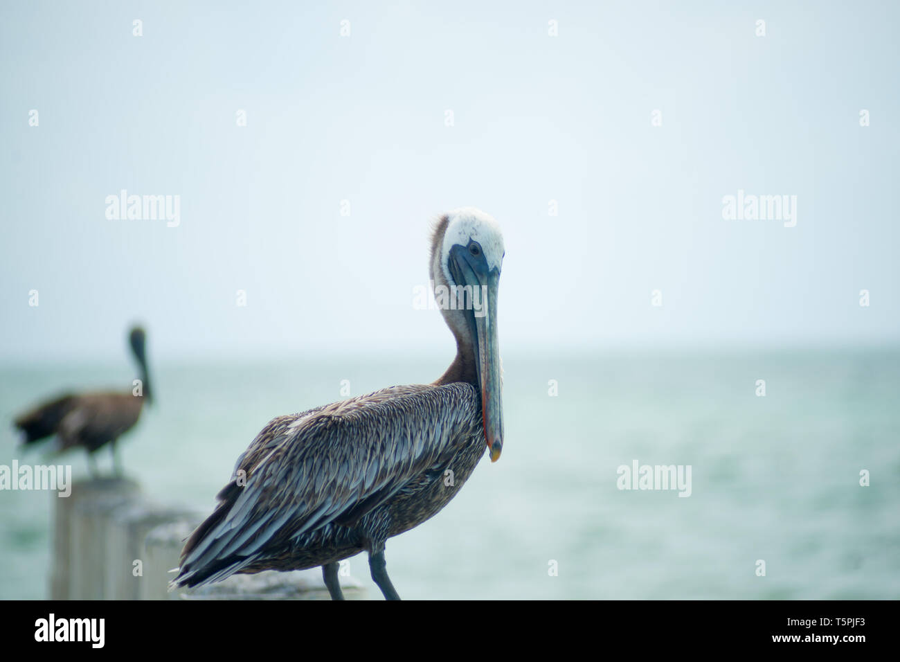 Pelican on pier post by sea Stock Photo - Alamy