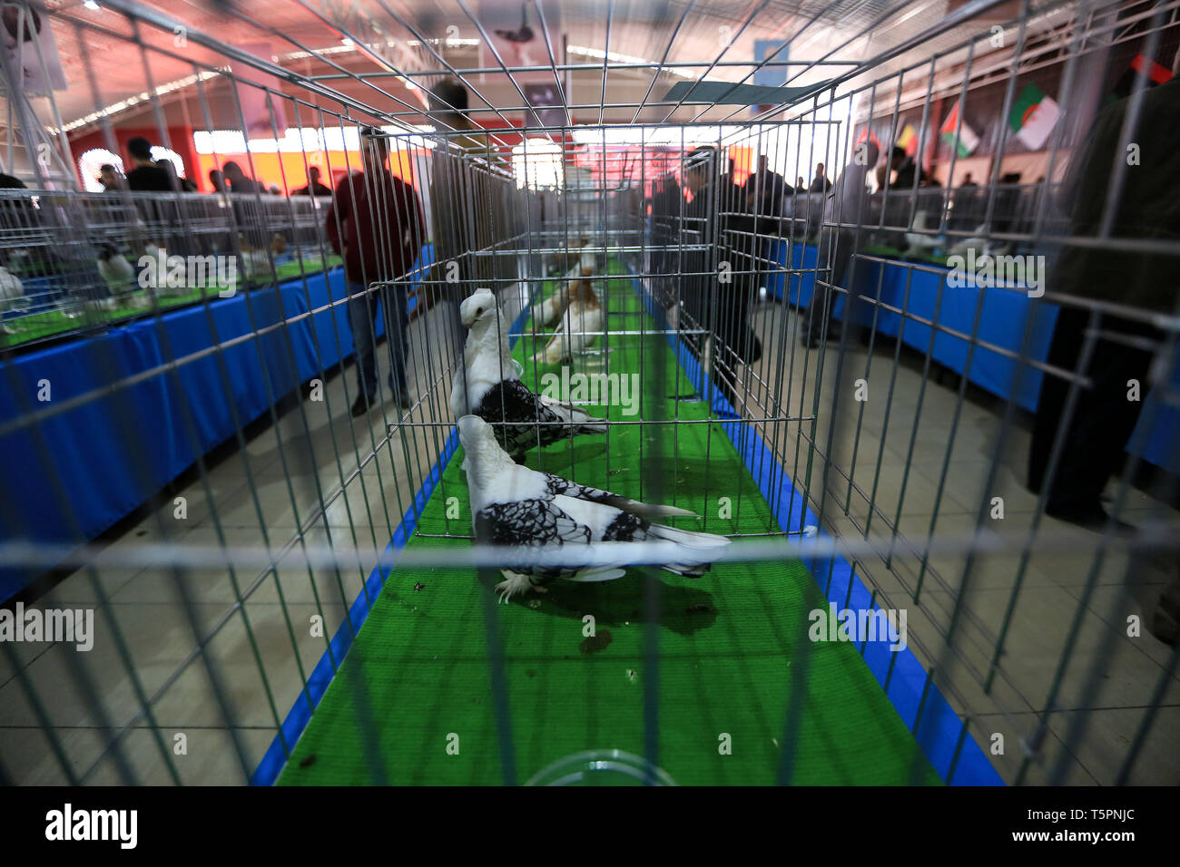 Gaza. 25th Apr, 2019. Pigeons are seen at a pigeon exhibition in Gaza ...