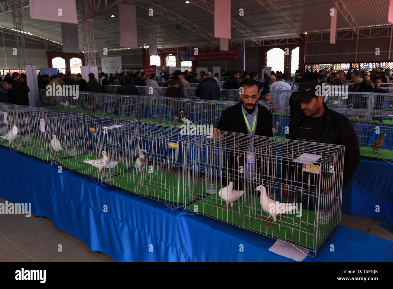 Exhibition pigeon hi-res stock photography and images - Alamy