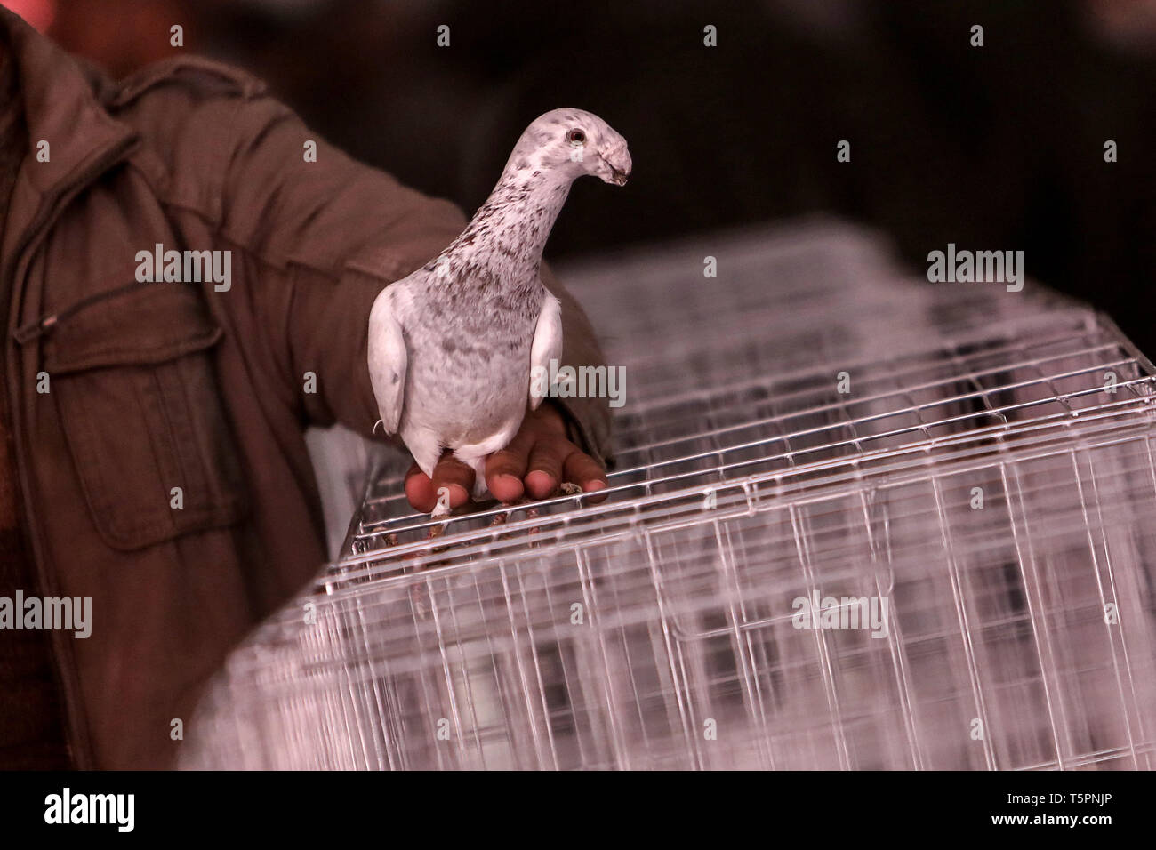 Pigeon keepers hi-res stock photography and images - Alamy
