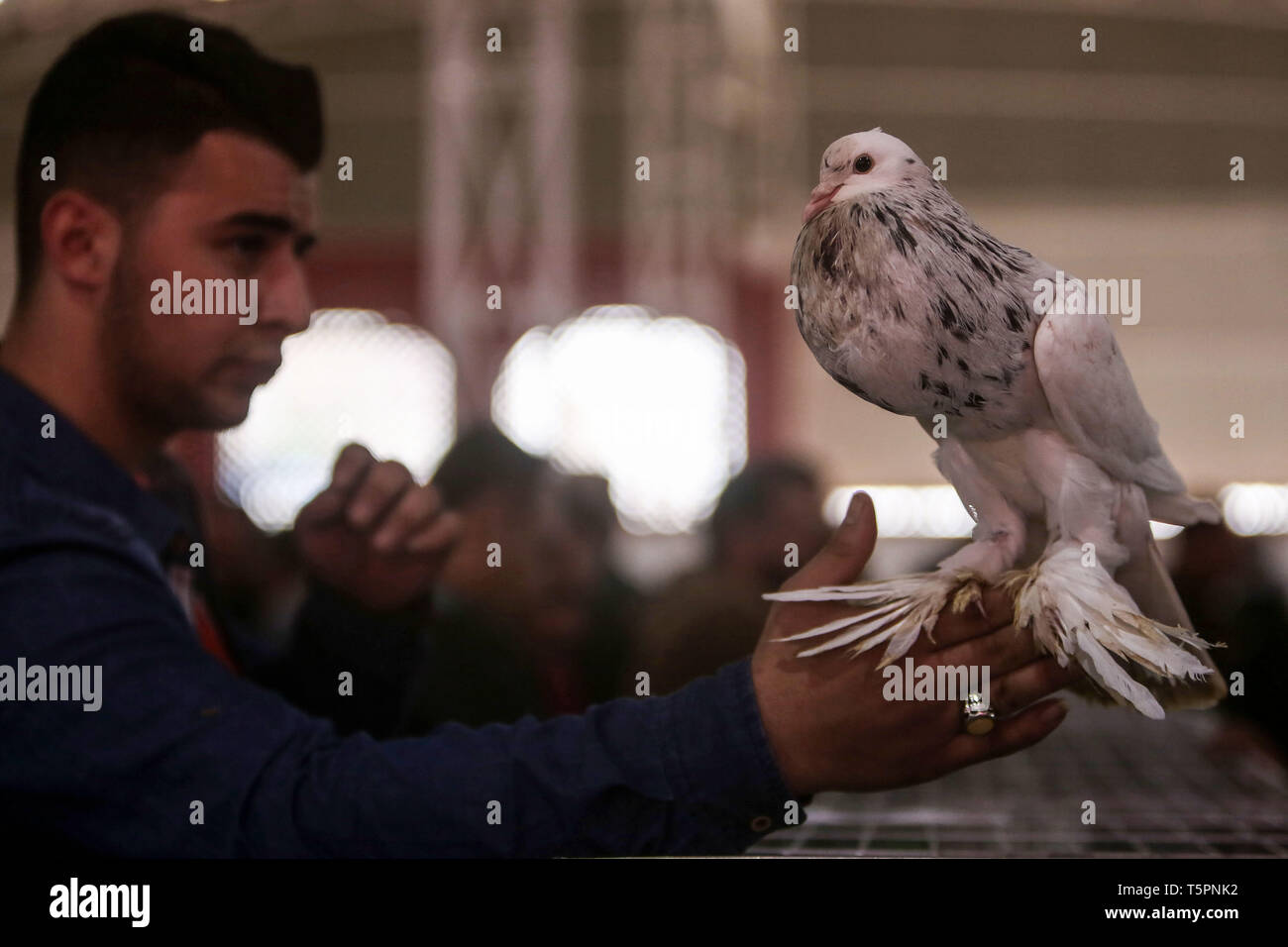 Gaza. 25th Apr, 2019. A man holds a pigeon at a pigeon exhibition in ...