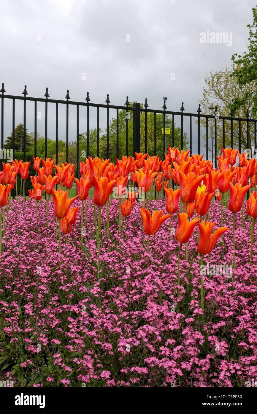 Moira Demesne, Moira, County Down, Northern, Ireland. 26th Apr, 2019 ...