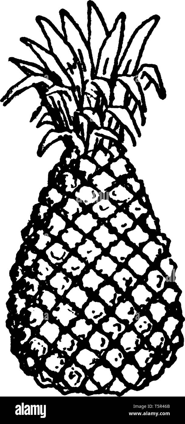 A picture showing fruit of Pineapple which is a delicious tropical ...