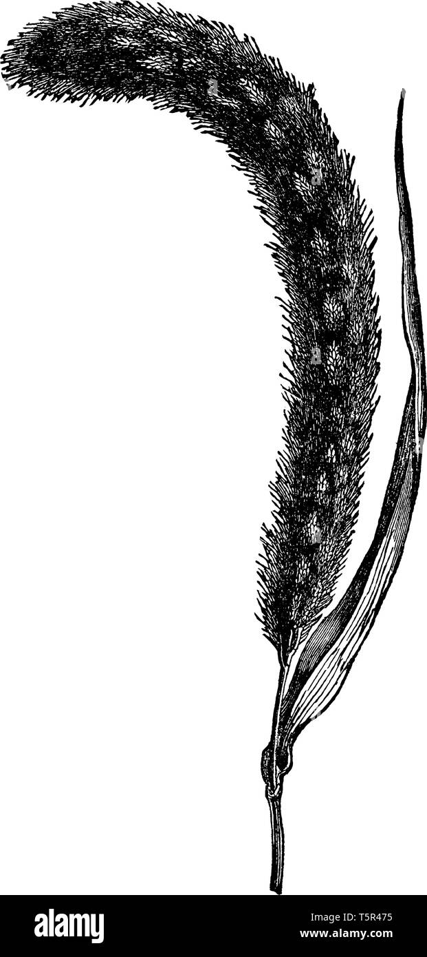 this picture showing Hungarian grass , blade are long and pointed ...