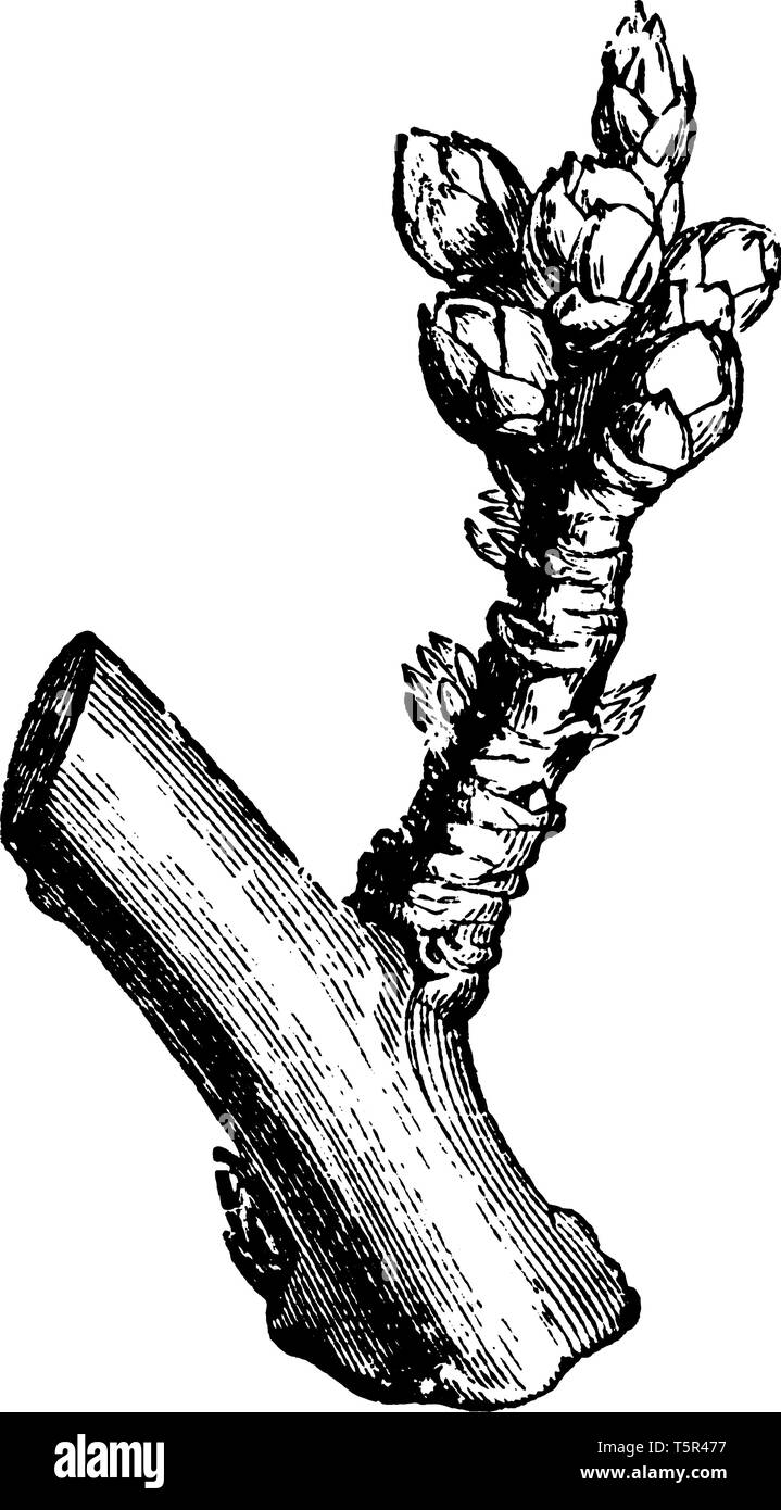 Nectarine and Peach with little blossoms & Buds, vintage line drawing ...