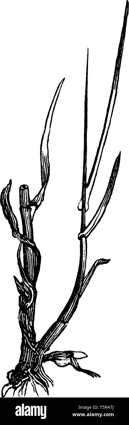 Root is thick and short. The stem is thick and long. Blade thin and ...