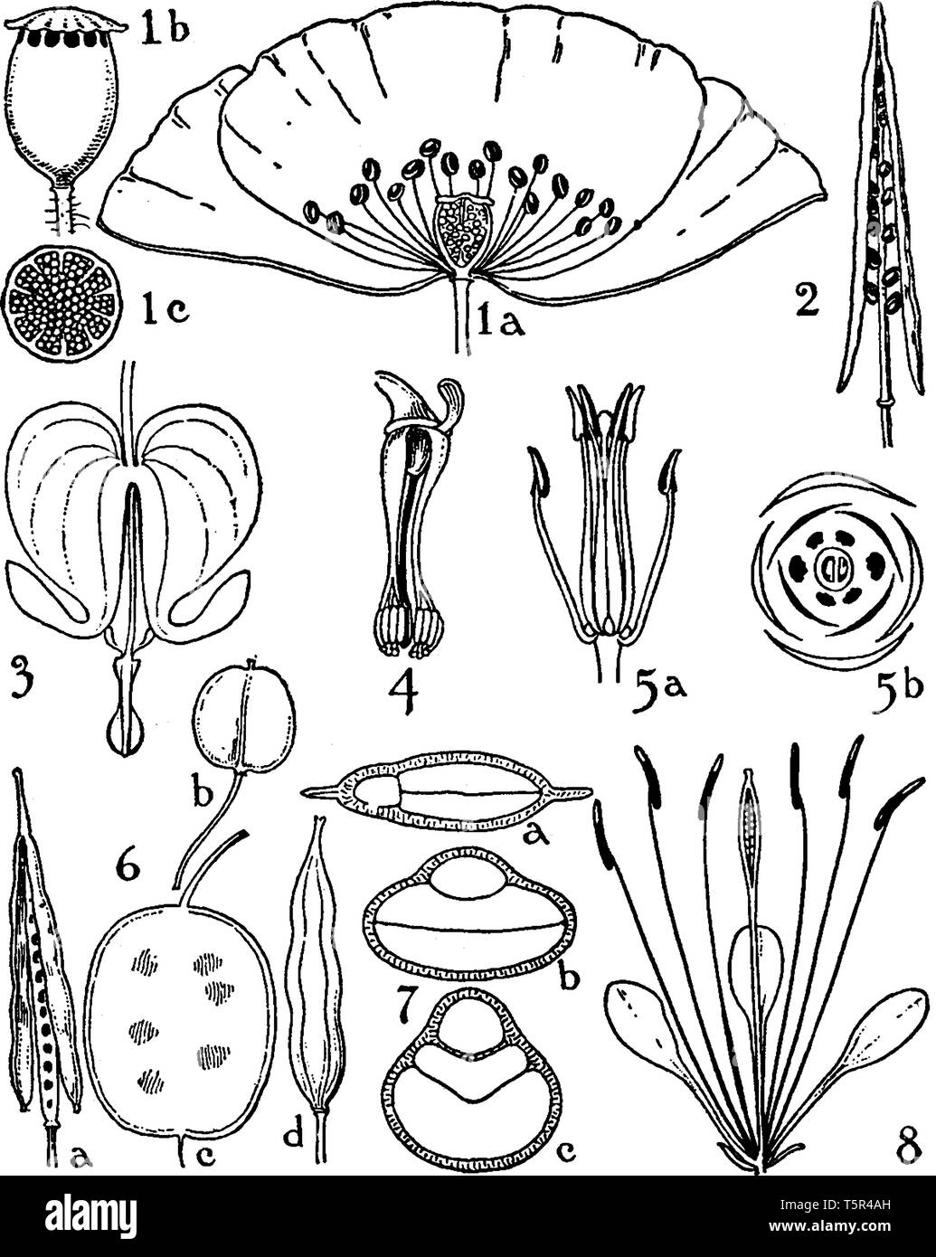 A picture showing a part of flower. This picture showing an anther ...