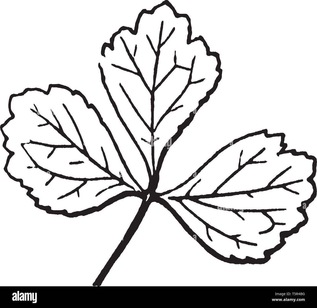 The leaf shape is round and heart shaped. Leaf attached to stalk. The ...