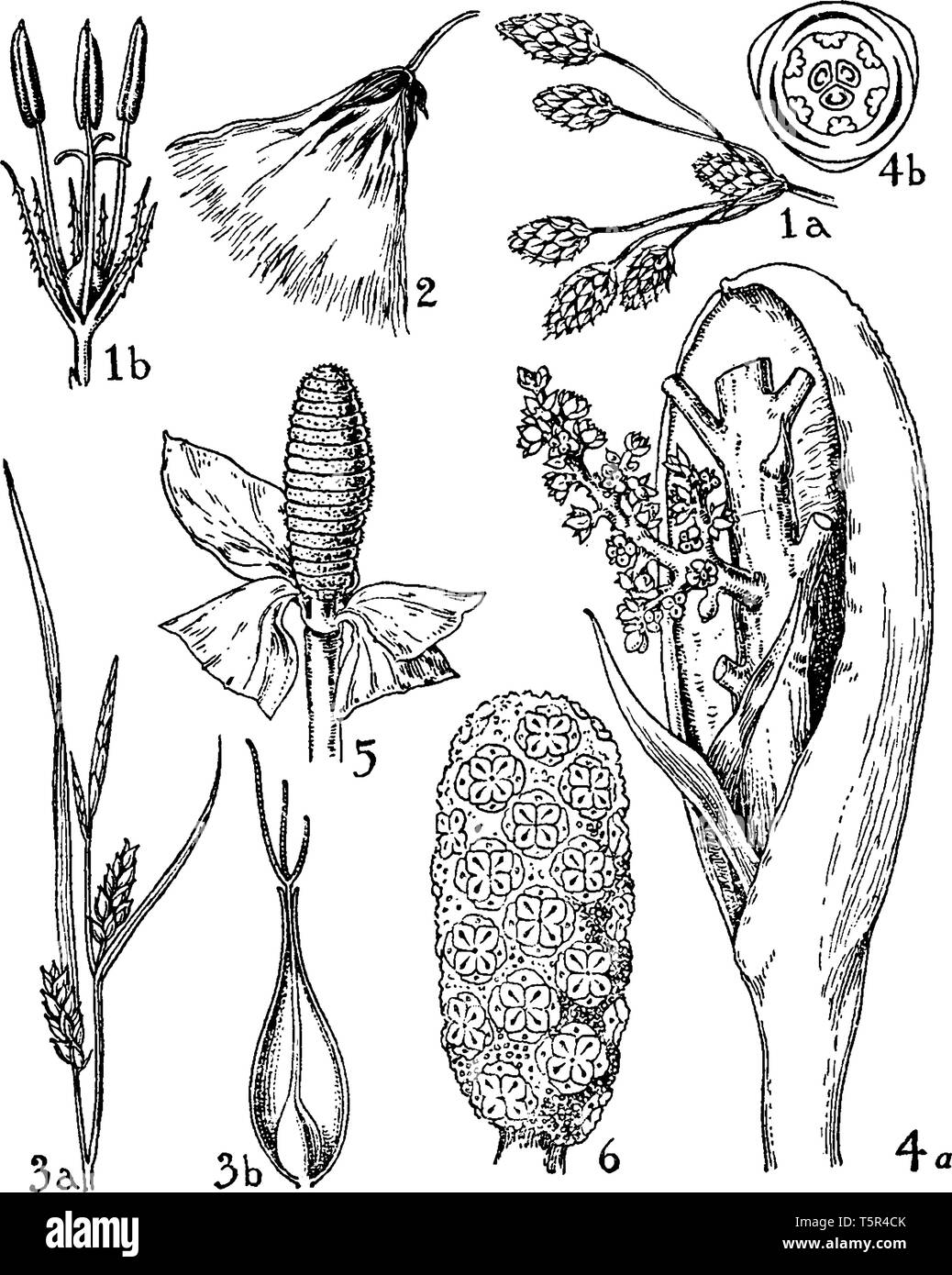 Palmaceae hi-res stock photography and images - Alamy