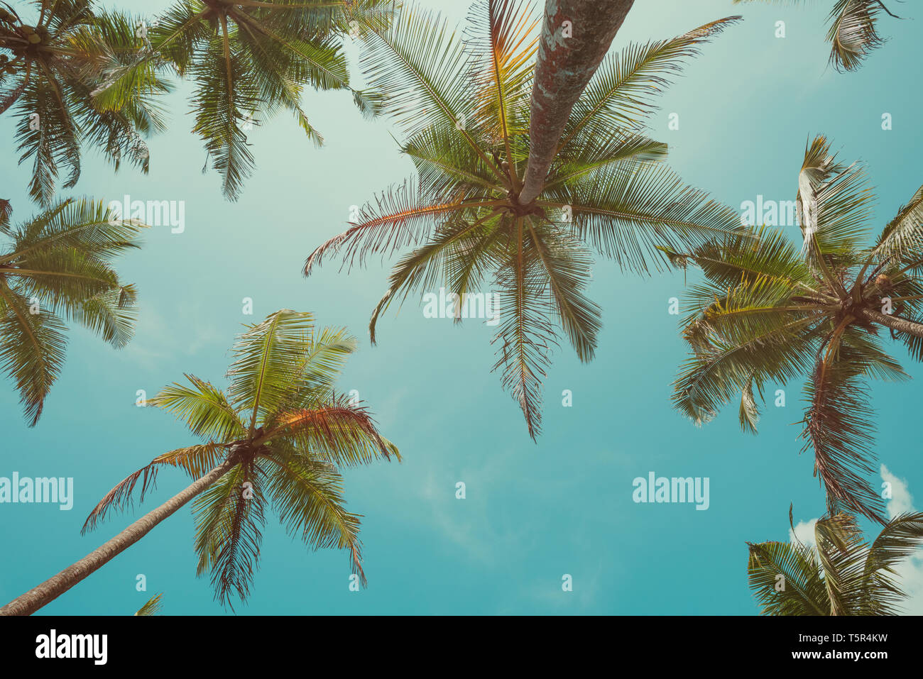 Vintage toned palm trees hi-res stock photography and images - Alamy