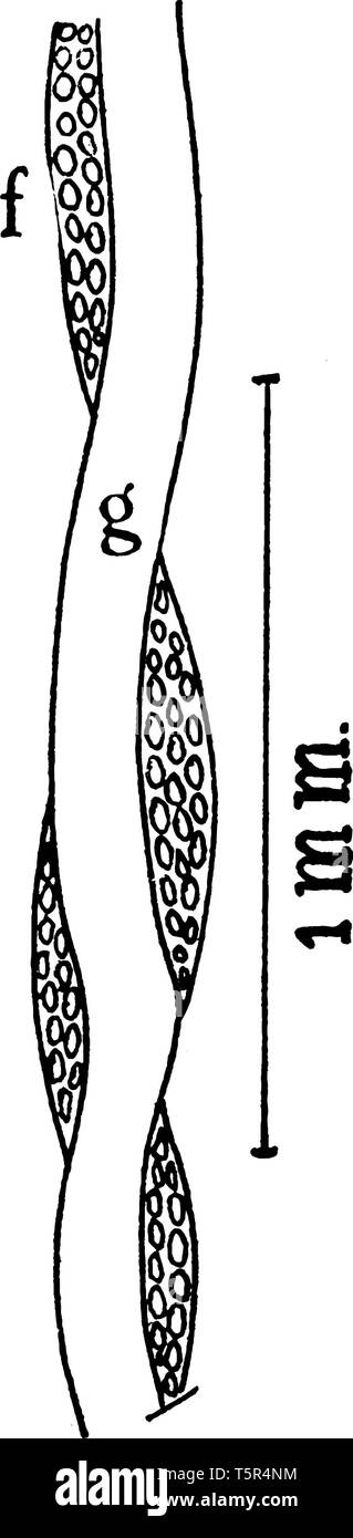 Medullary Rays High Resolution Stock Photography and Images - Alamy