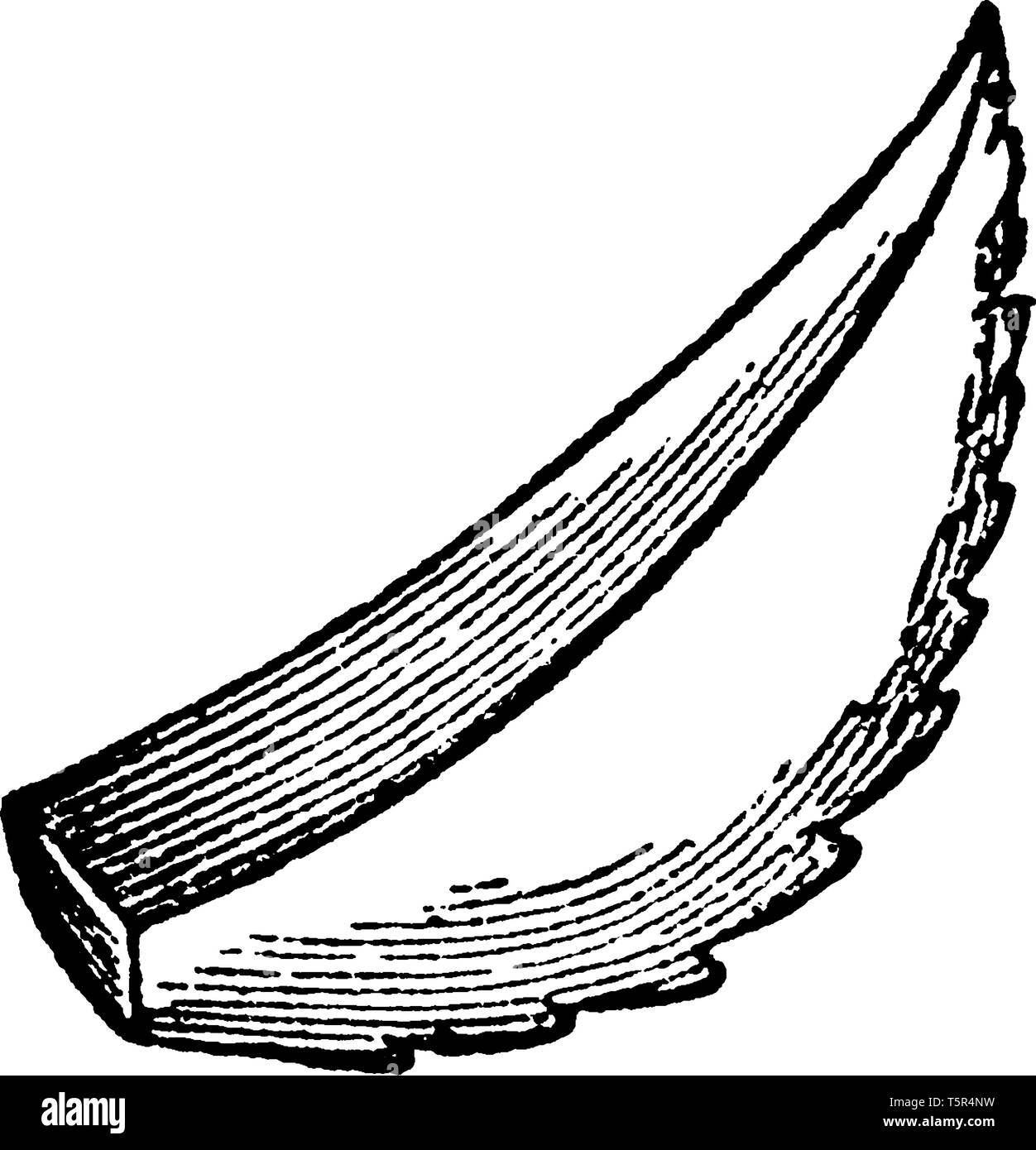 This is a truncated leaf, the serrate type margin on leaf, vintage line ...