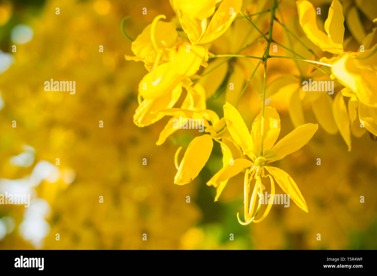 Close up Golden Shower Tree flower bloom sun light blur background, Cassia fistula, Thailand ...