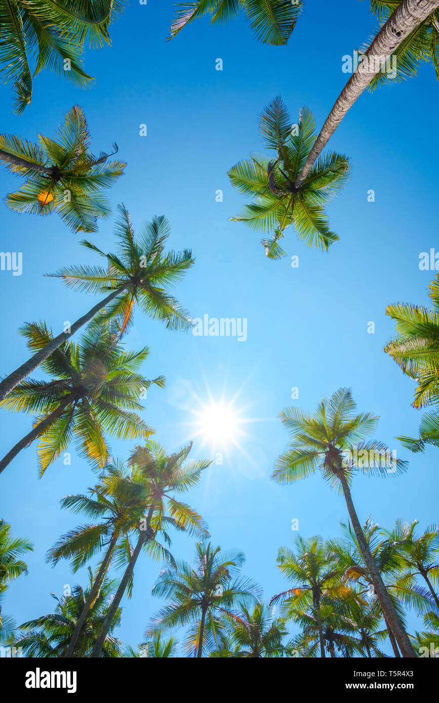 Palms at summer with shiny sun on clear sky at tropical island Stock ...