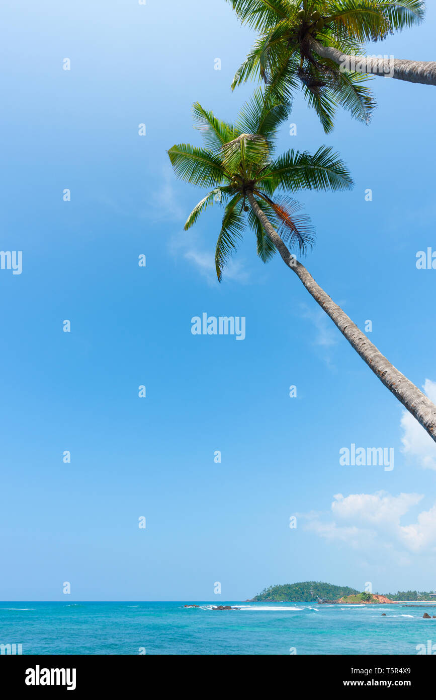 Palm trees hang over tropical ocean Stock Photo - Alamy
