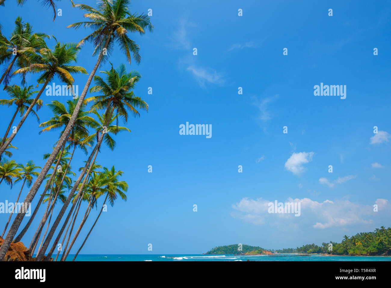 Palm trees on tropical ocean shore Stock Photo - Alamy
