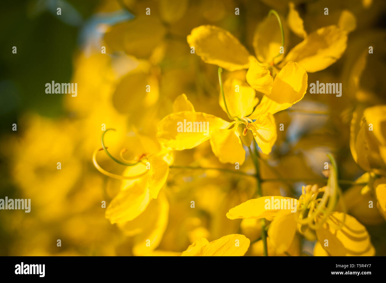 Close up Golden Shower Tree flower bloom sun light blur background, Cassia fistula, Thailand ...