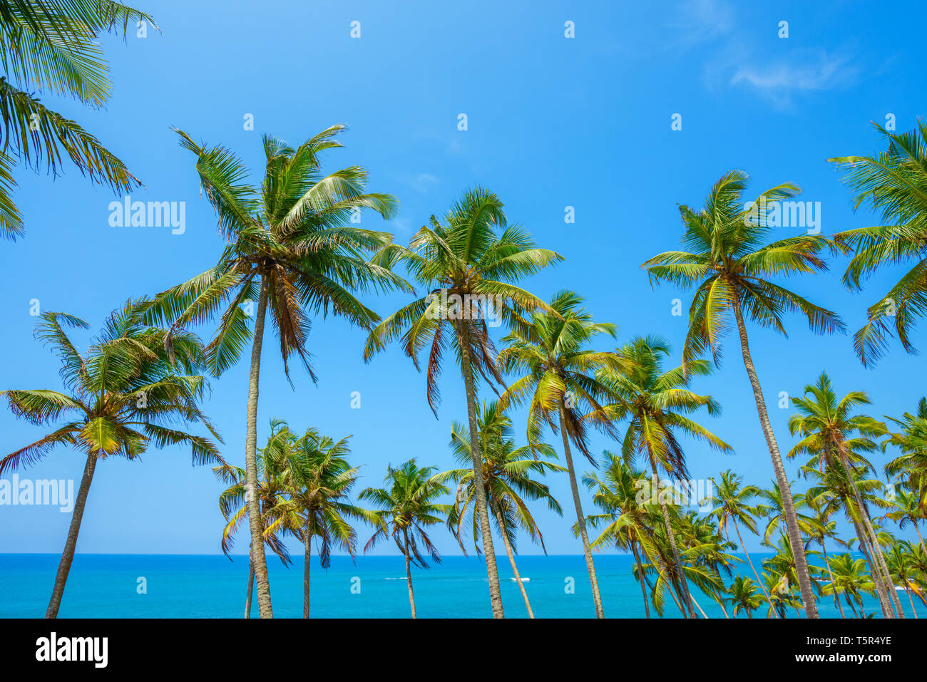 Palm trees and tropical ocean Stock Photo - Alamy