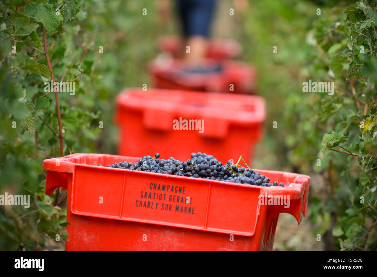 Grape harvest High Resolution Stock Photography and Images - Alamy