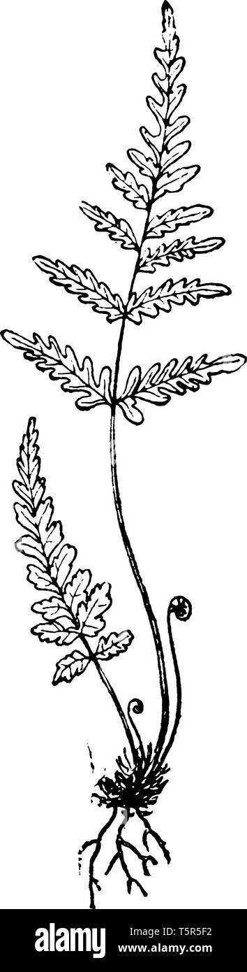 A picture of Silver Fern and known as Cyathea dealbata. This fern is ...