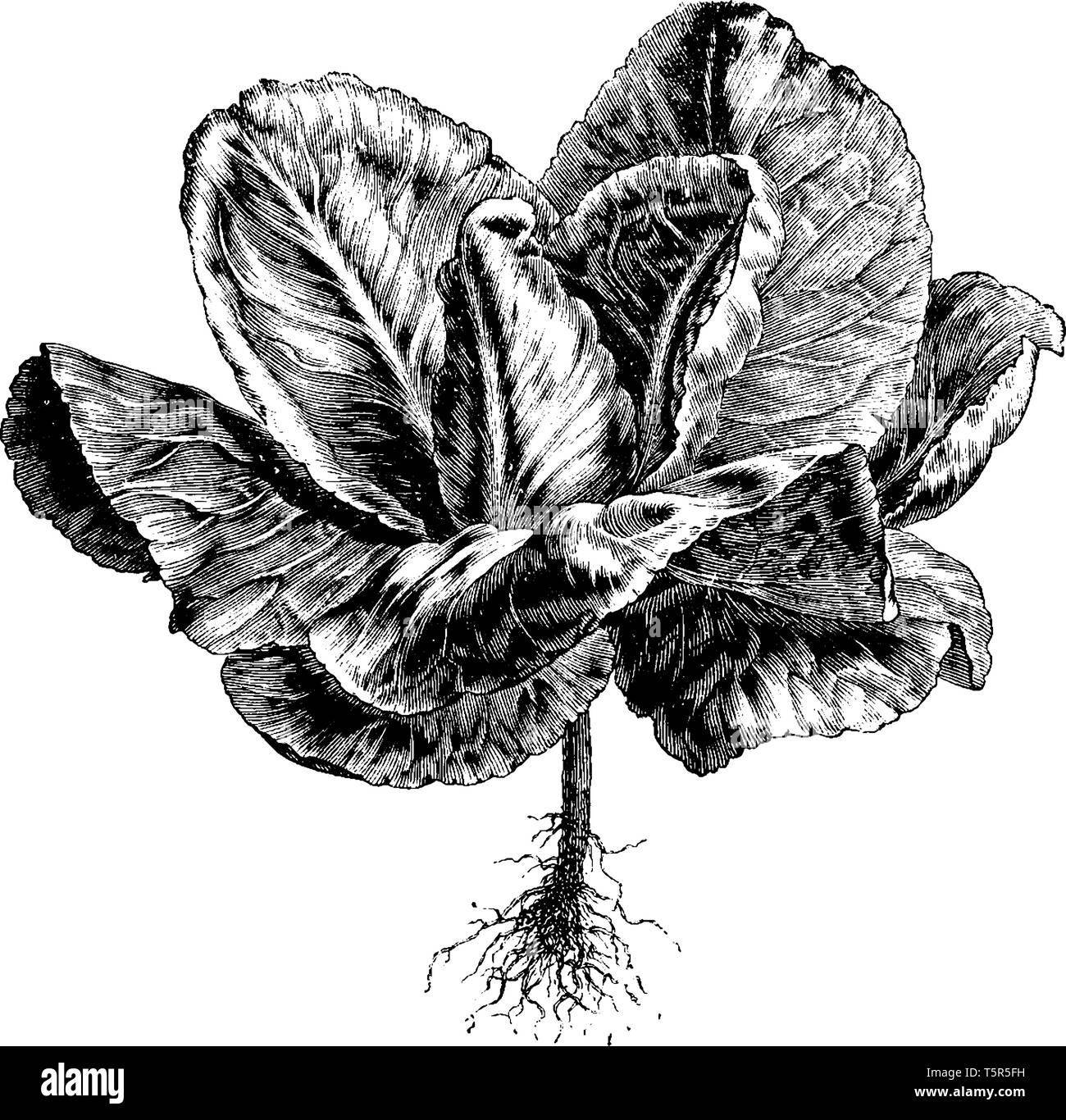 The shape of leaves of cabbage is round and thick, the leaves are ...