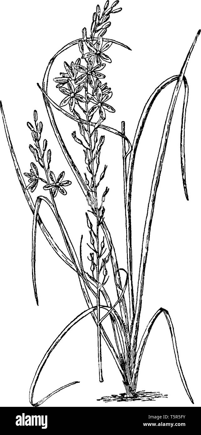A picture is showing branch and flowers of Anthericum liliago also ...