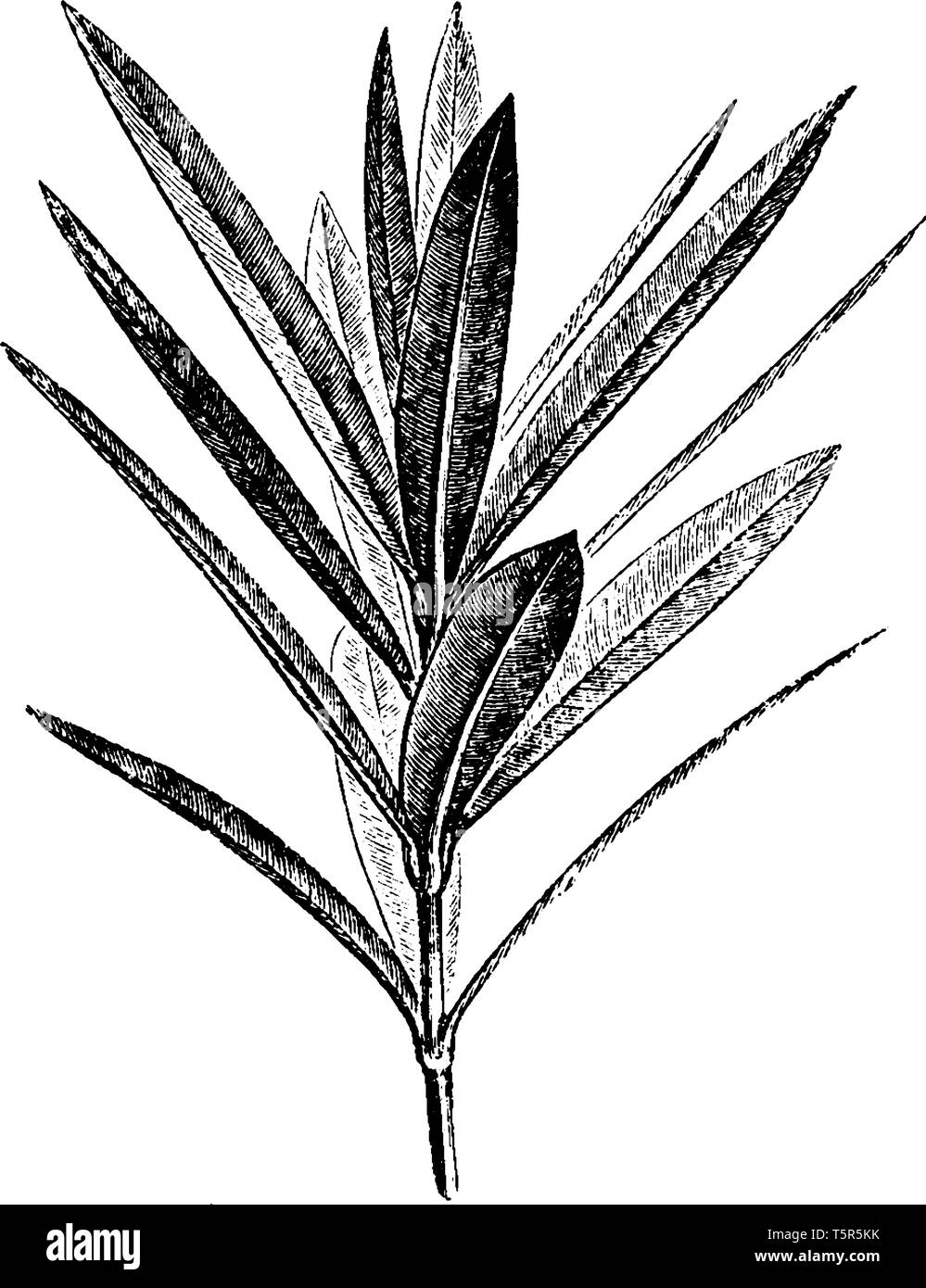 White Oleander Drawing