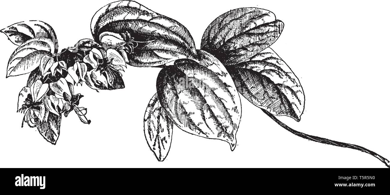 Branch of clerodendron thomsonae. This is a twining, evergreen shrub ...