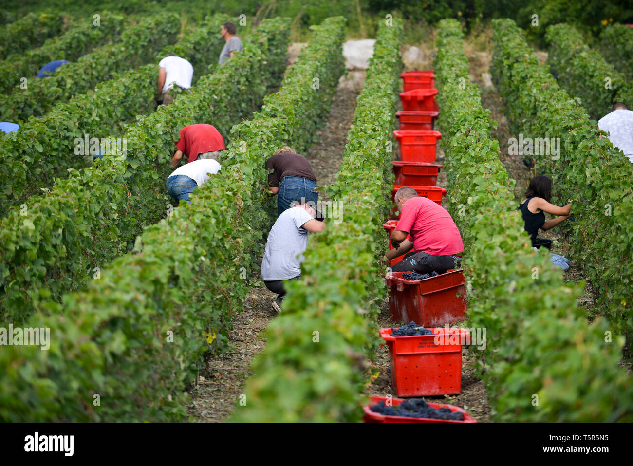 Rows of grape vines hi-res stock photography and images - Alamy