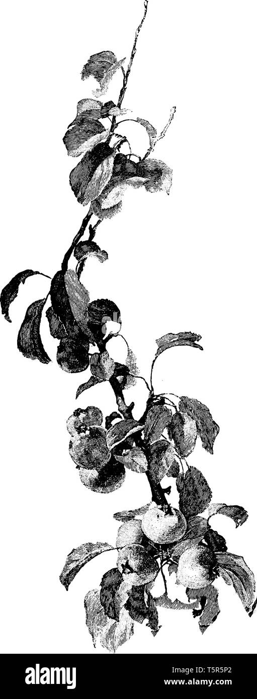 A picture showing wild apples growing on a tree branch, vintage line ...