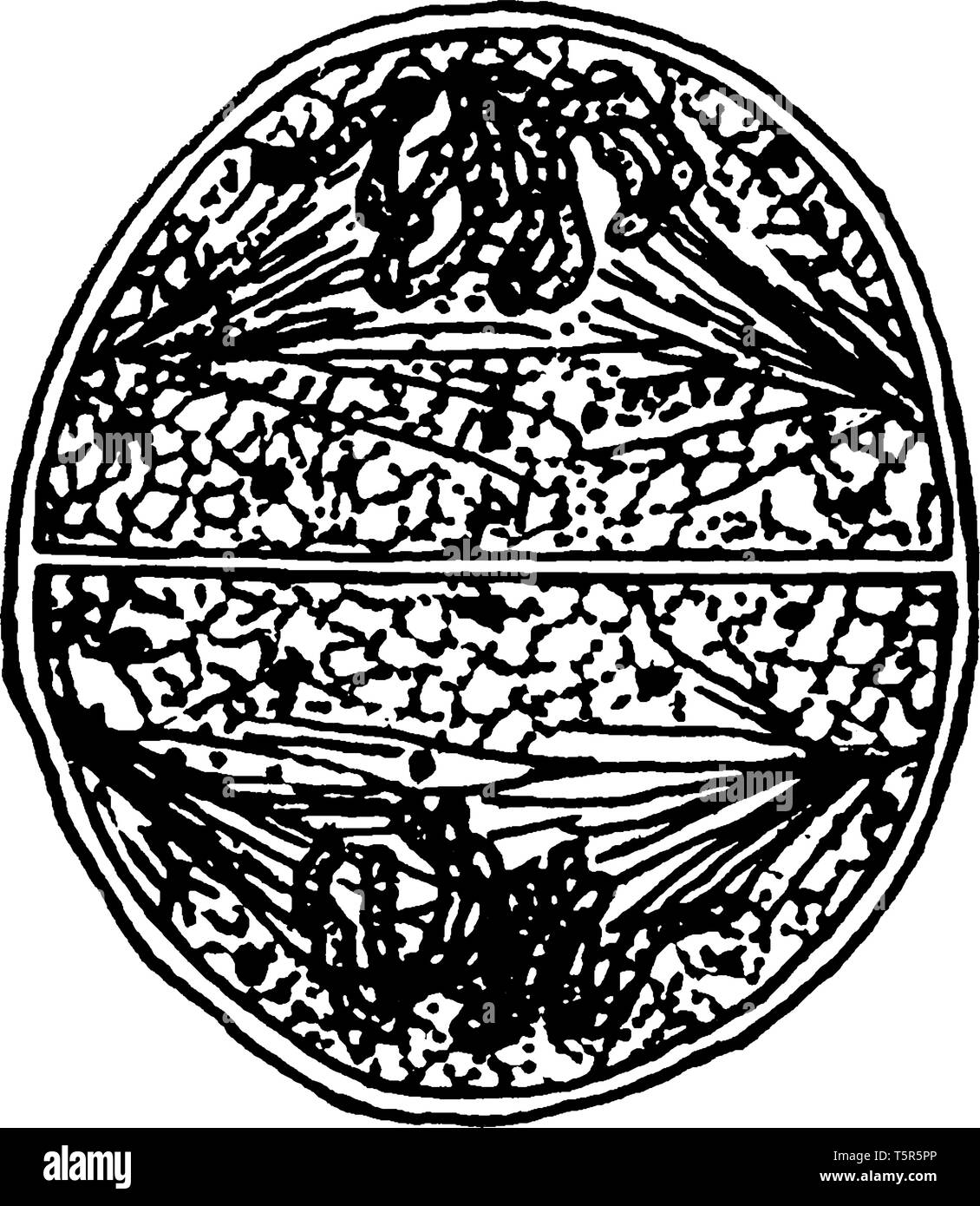 A picture showing the thirteenth stage of Division of Grandmother Cell ...