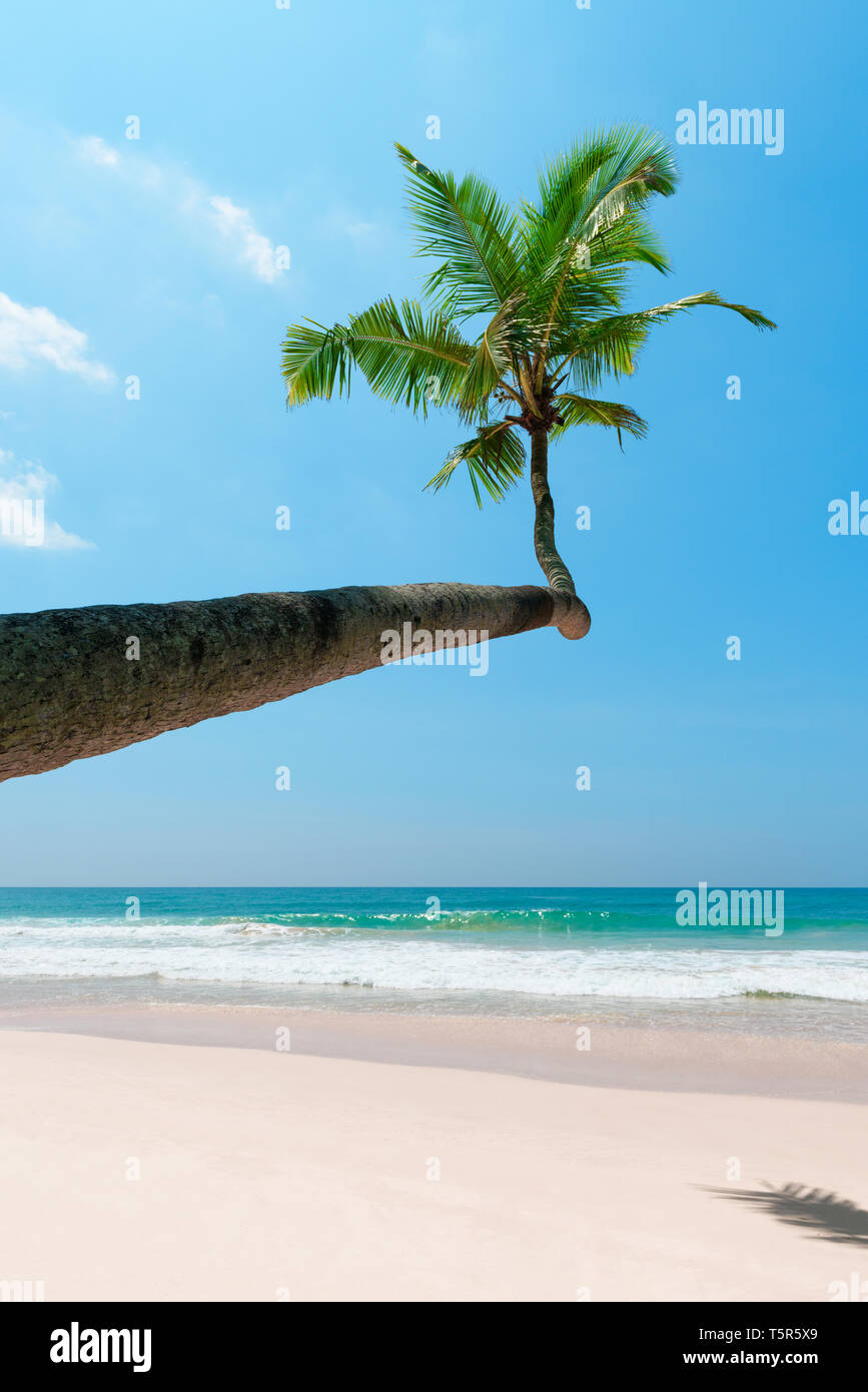 Tropical palm tree hang over the sand and water edge on empty island ...
