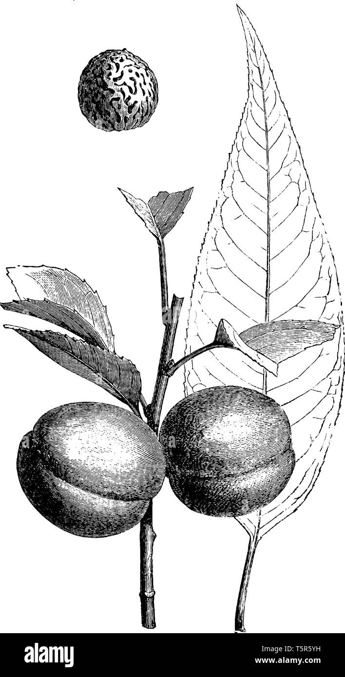 Peach Tree Leaves Drawing