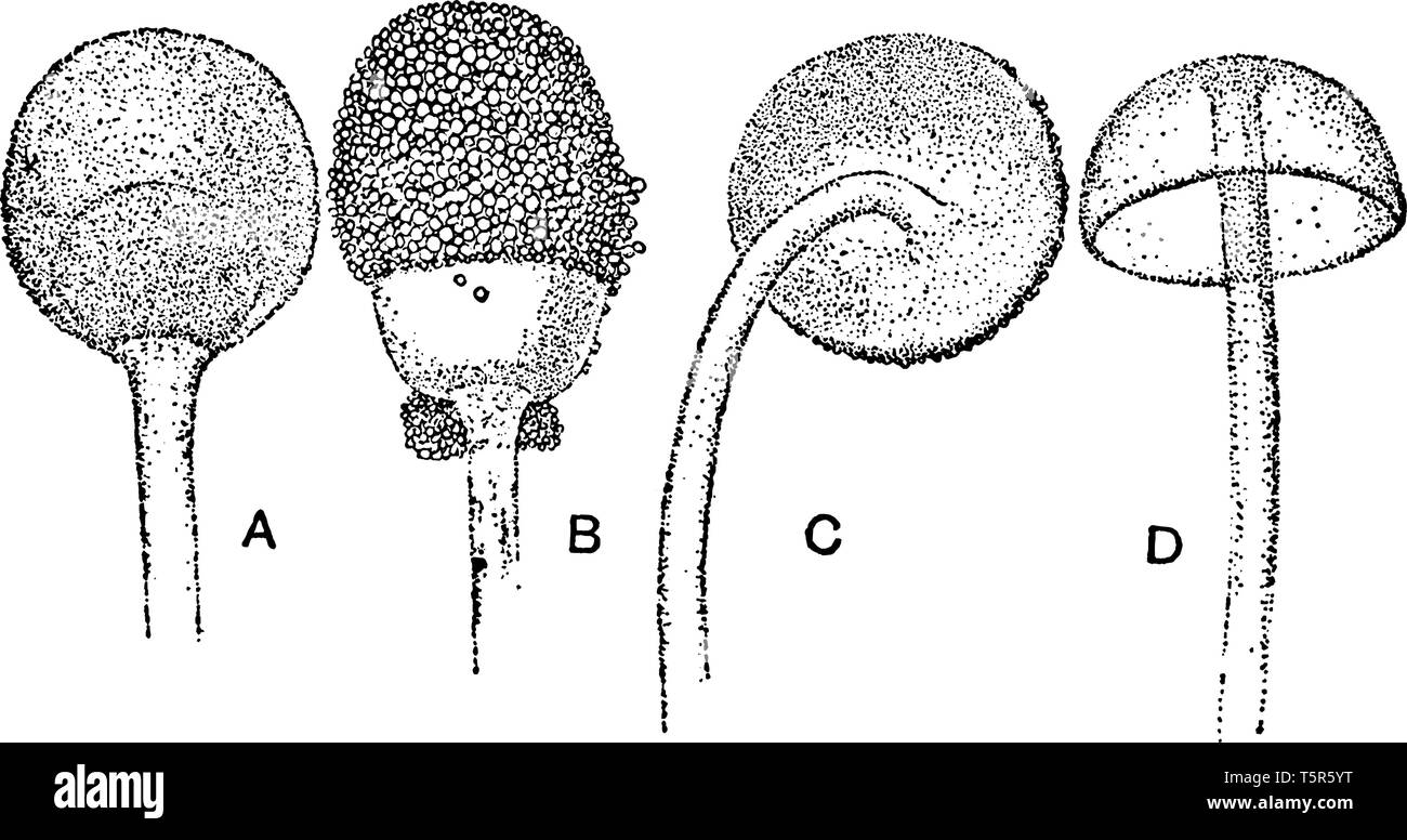 Rhizopus nigricans hi-res stock photography and images - Alamy