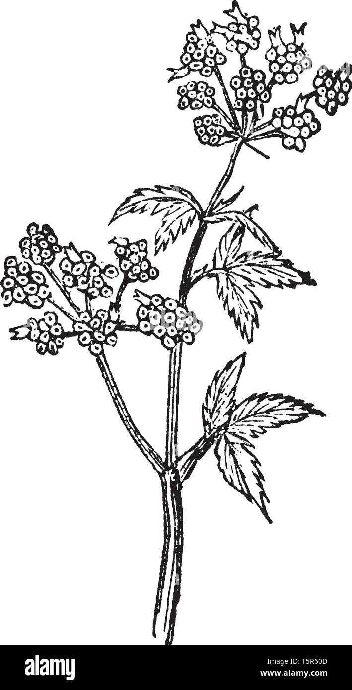 Black radish leaves Stock Vector Images - Alamy