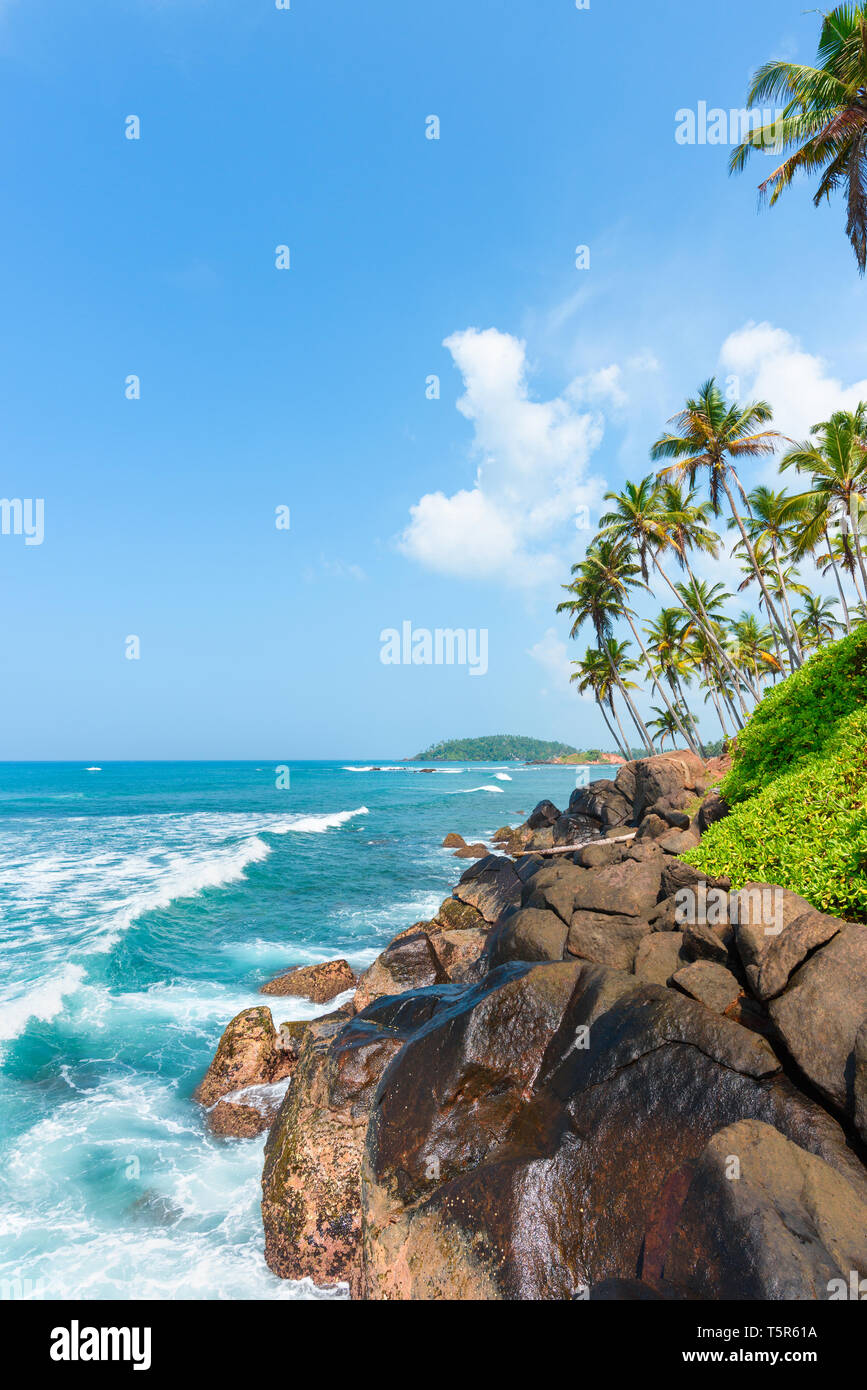 Palm trees on rocky tropical beach Stock Photo - Alamy